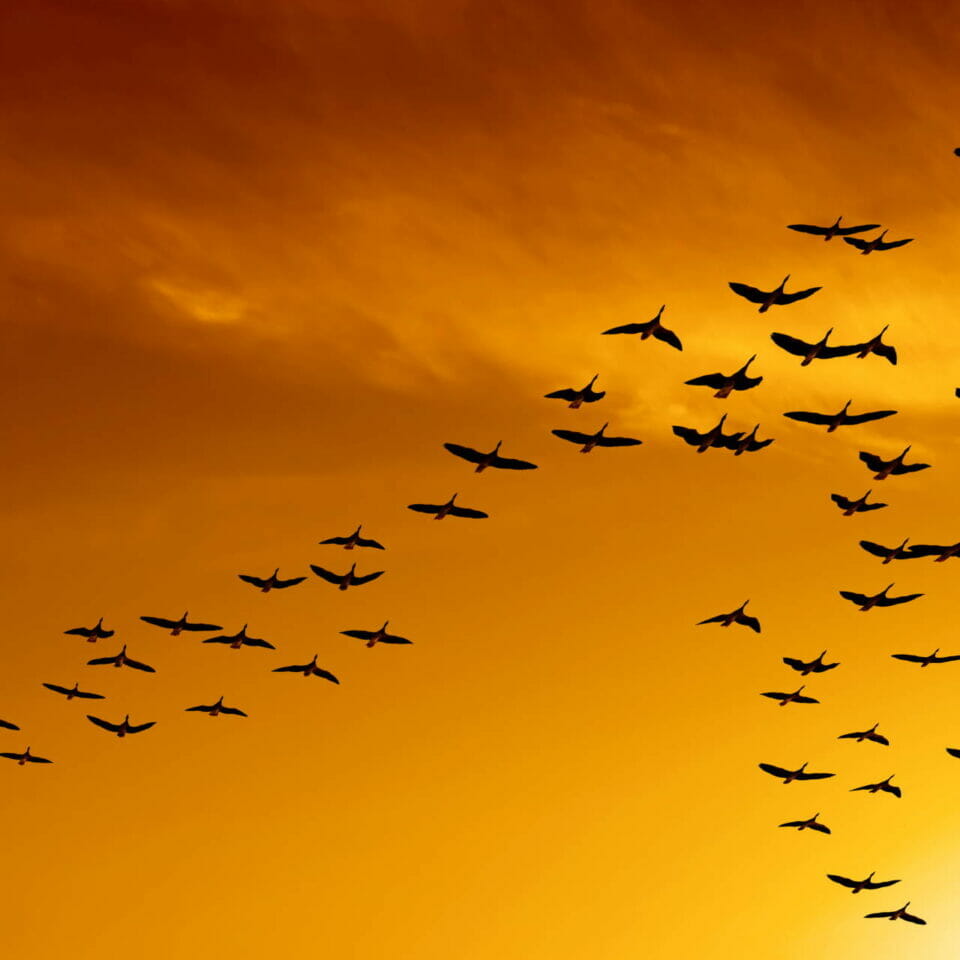 Leading EHS Software for Sustainable Performance Advantage