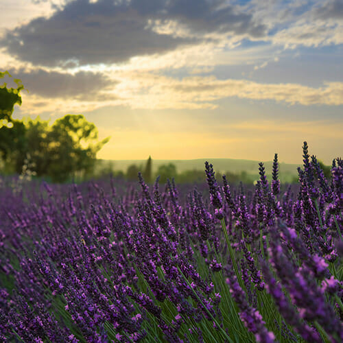 Greenstone Sustainability & ESG Software - A Cority Company